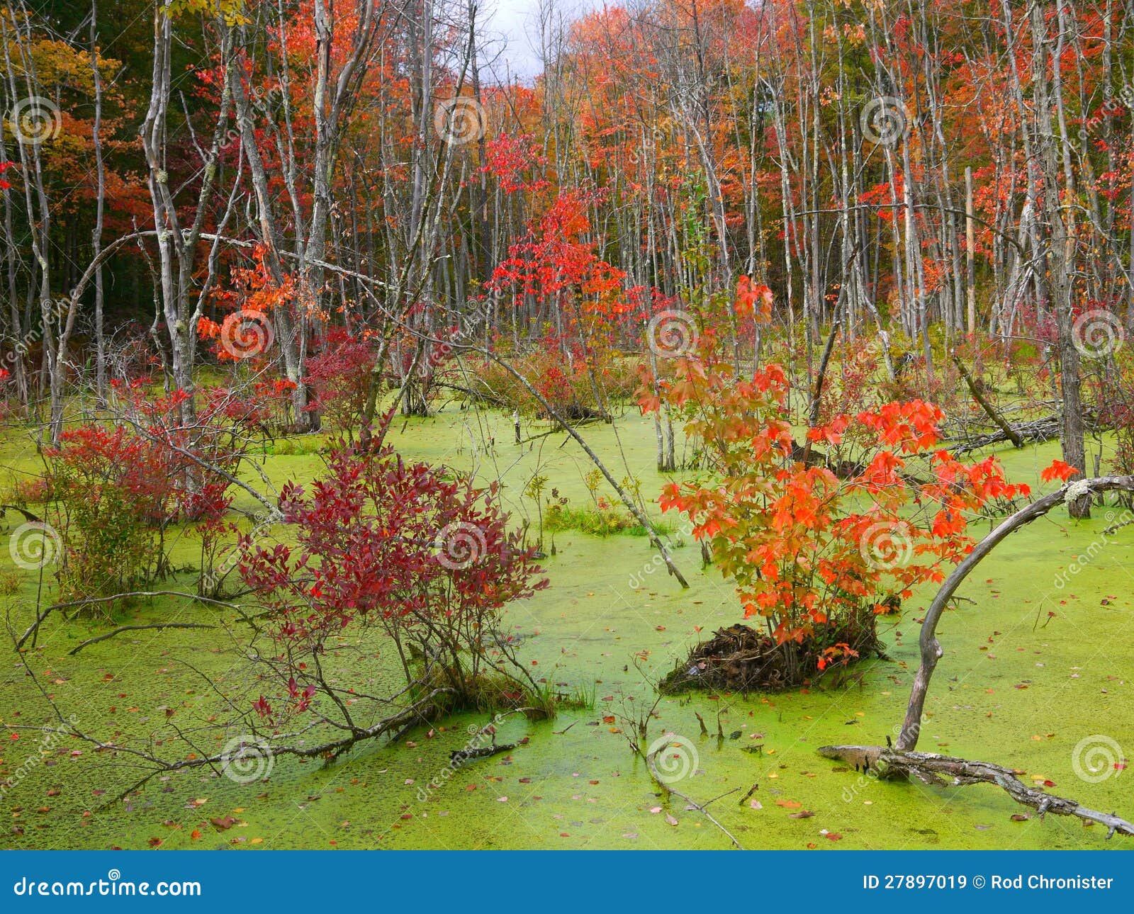 Swamp maples stock image. Image of flora, foliage, fall - 27897019