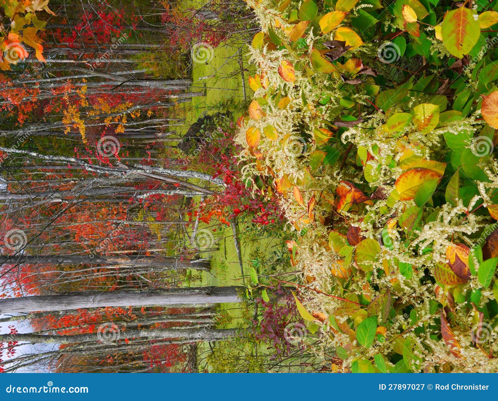 Swamp maples stock image. Image of maple, marsh, swamp - 27897027