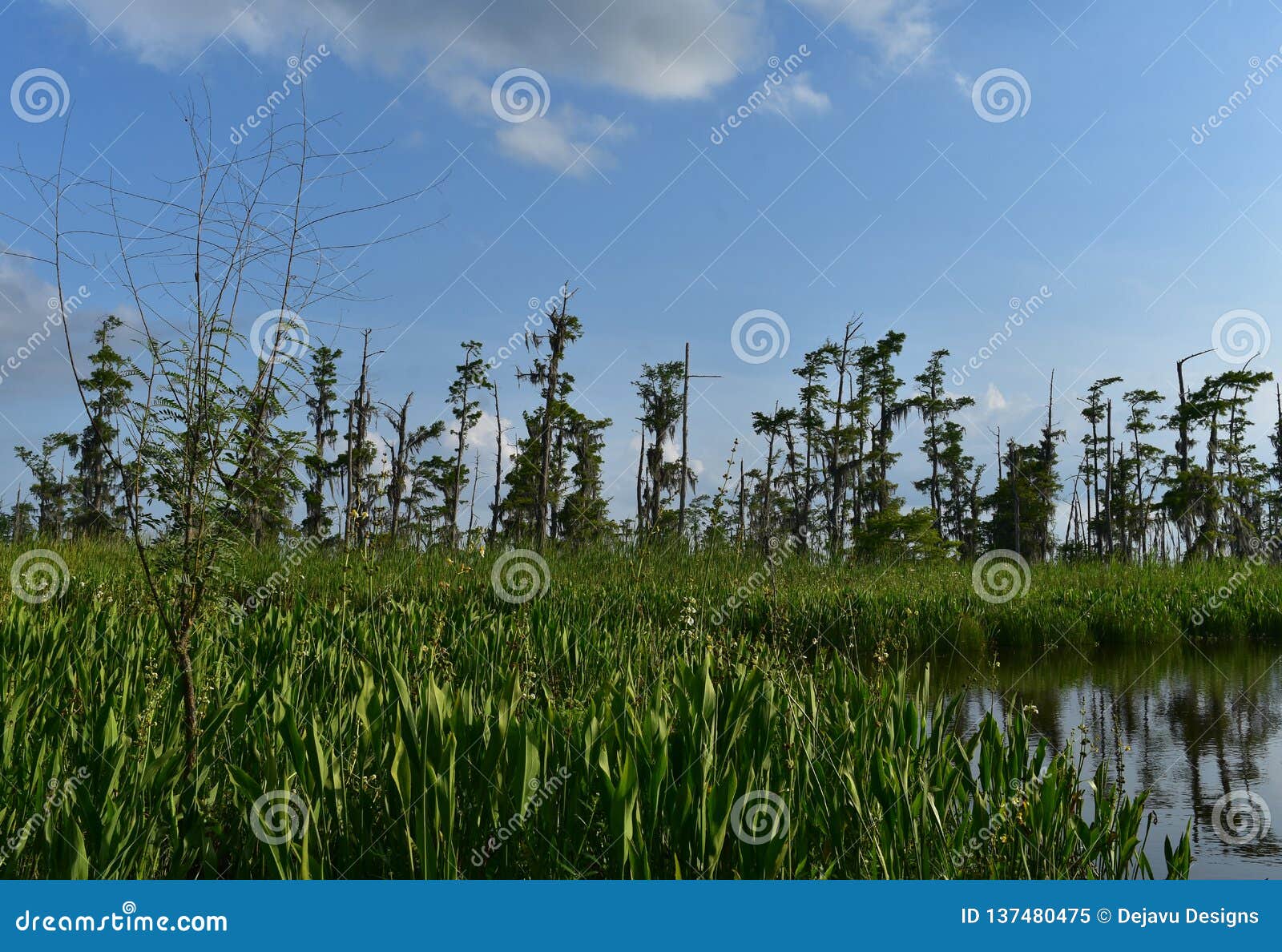 Swamp with Marsh Grass and Trees with Spanish Moss Stock Image - Image ...