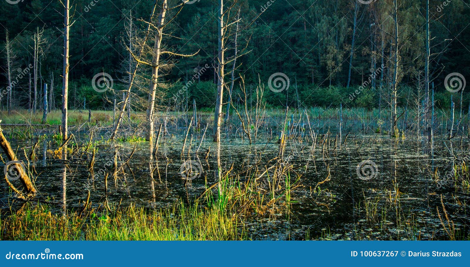Swamp landscape stock image. Image of nature, background - 100637267