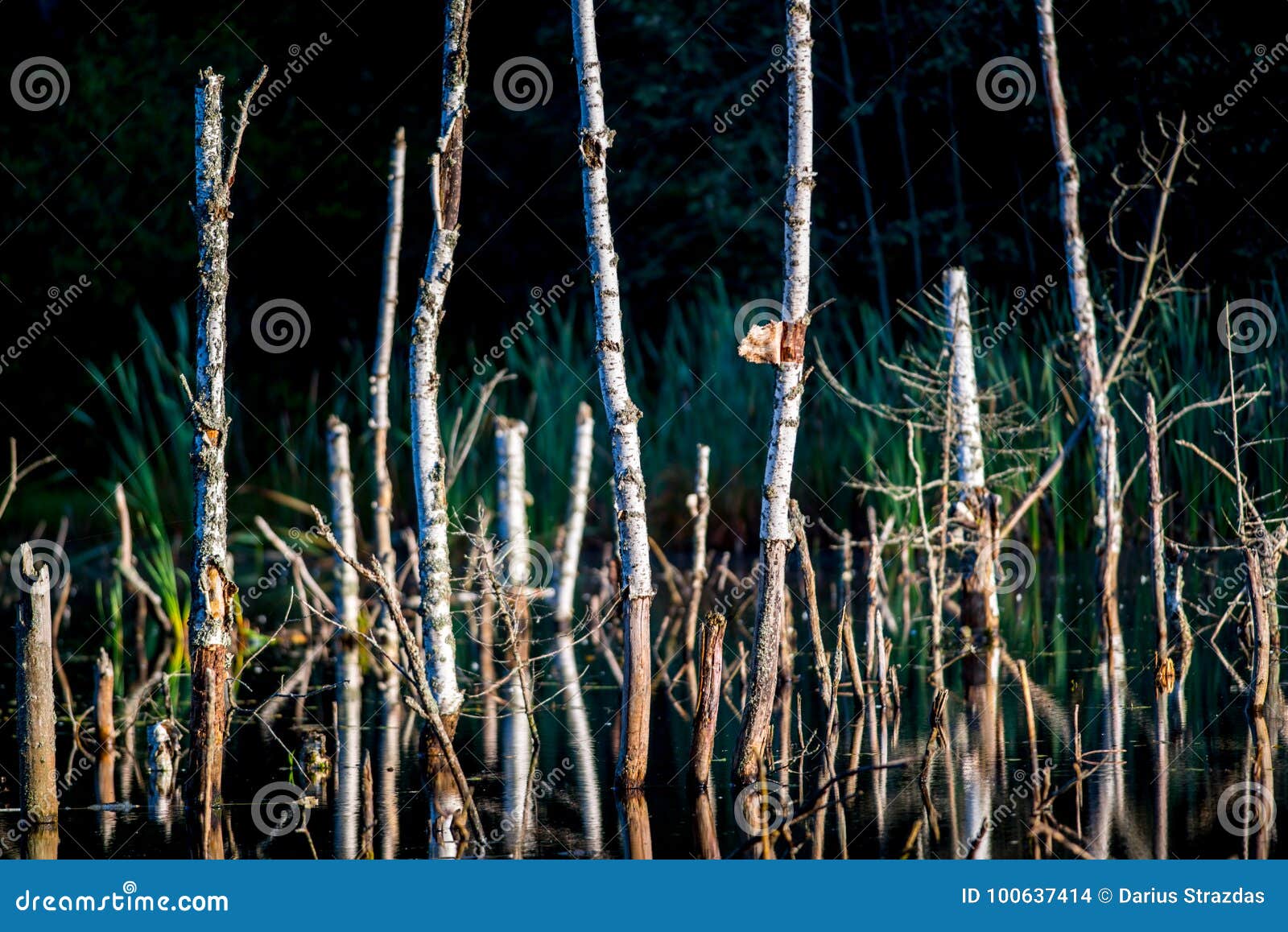 Swamp landscape stock photo. Image of marsh, stumps - 100637414