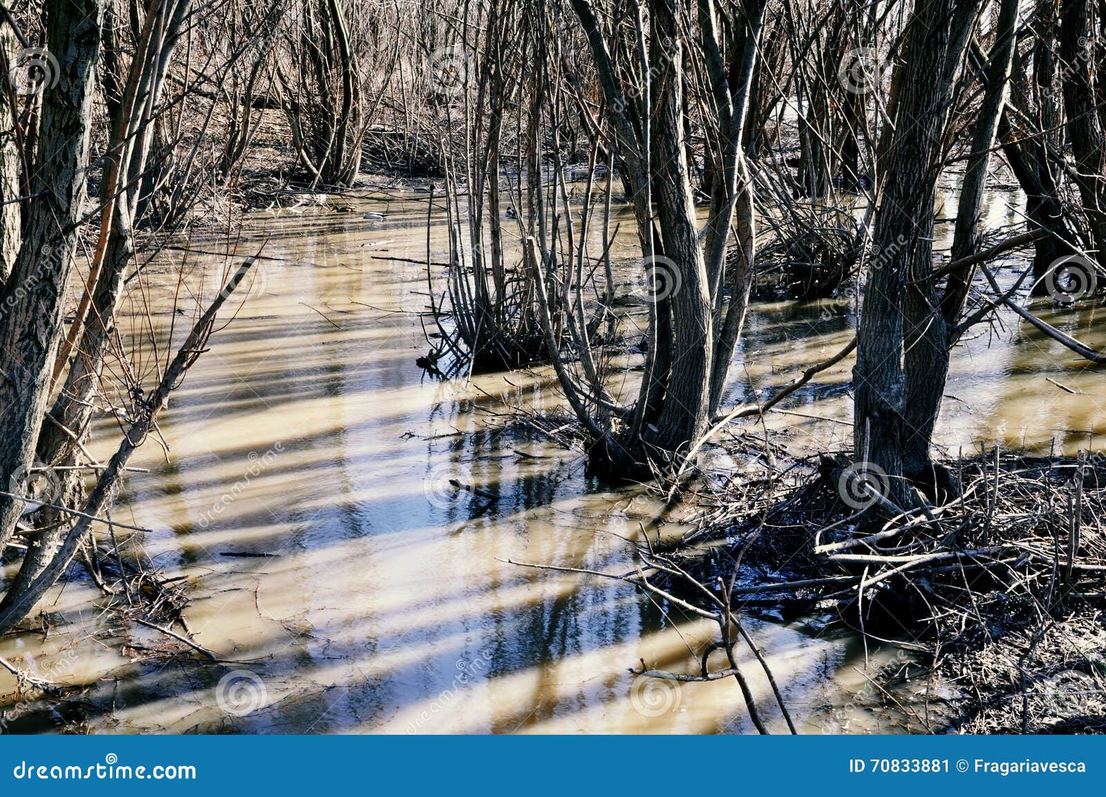 Swamp marsh mire stock image. Image of water, forest - 70833881