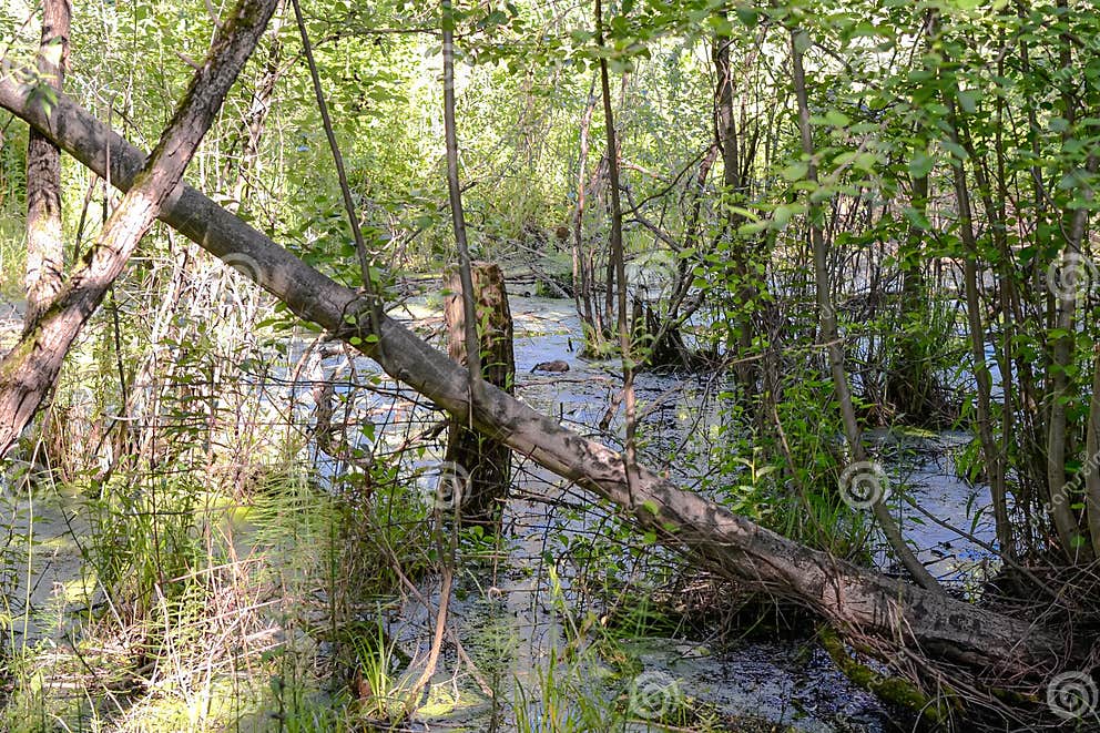 Swamp marsh and muskrat stock photo. Image of landscape - 204001912