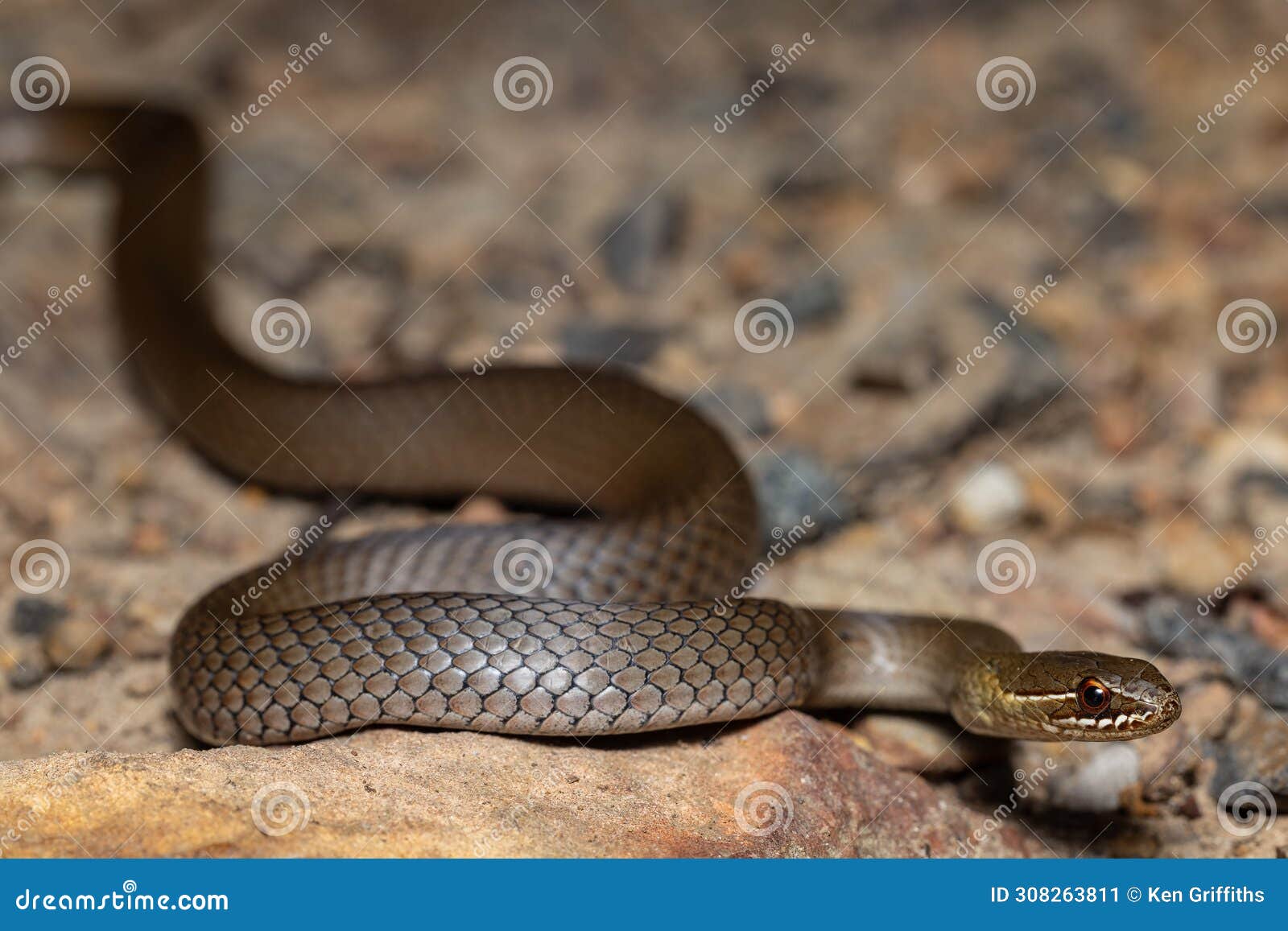 Swamp or Marsh snake stock image. Image of swamp, reptile - 308263811