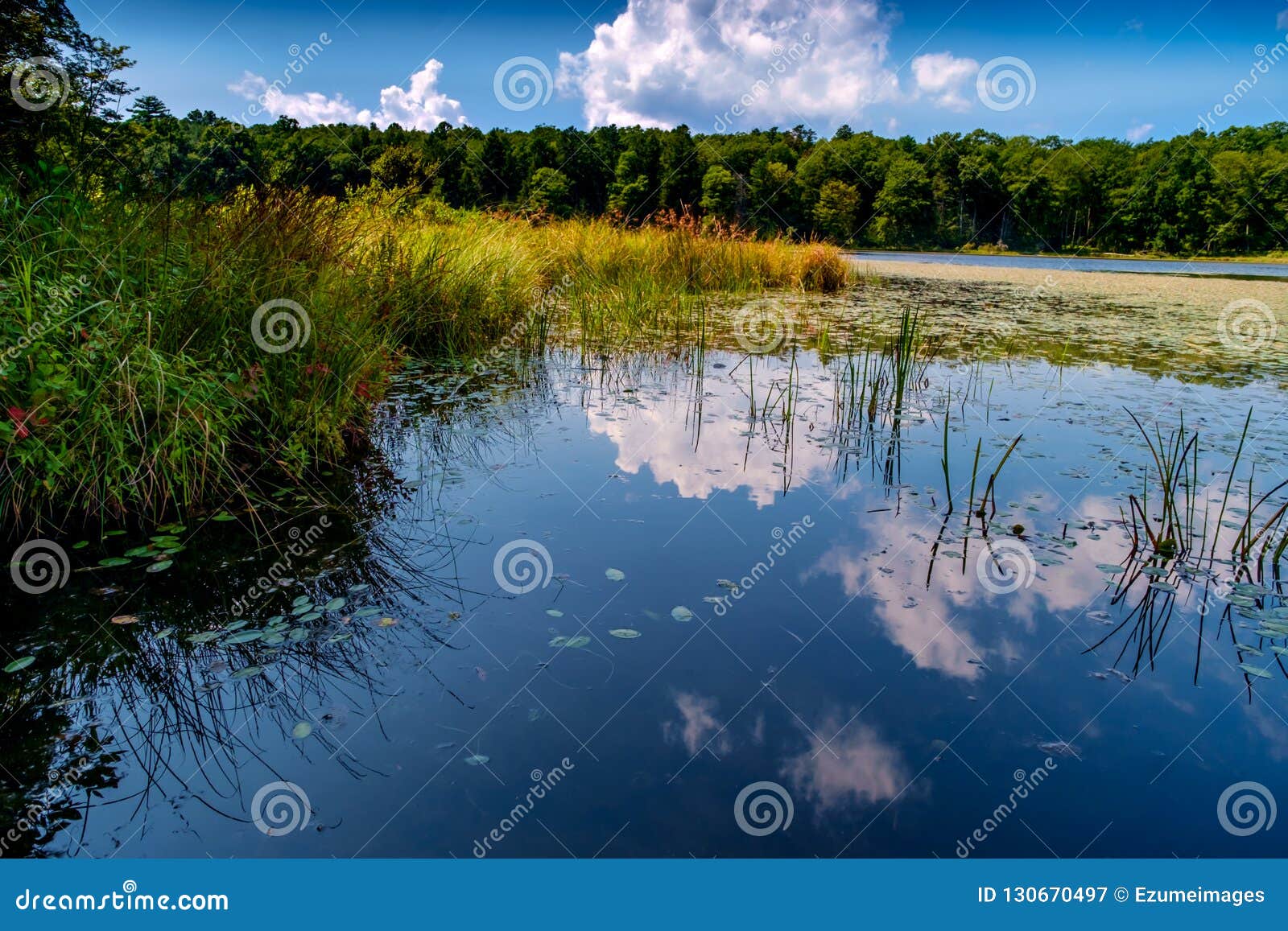Swamp Marsh Summer stock image. Image of springtime - 130670497