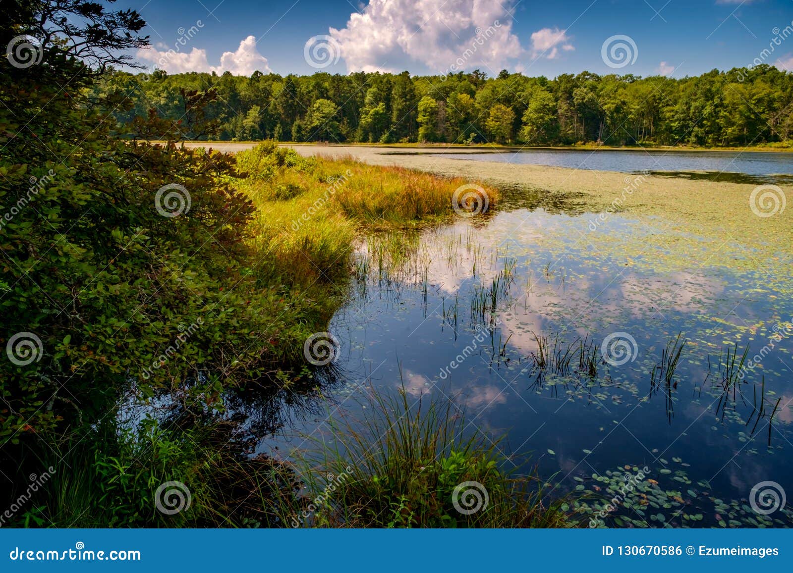 Swamp Marsh Summer stock photo. Image of scenery, bushes - 130670586