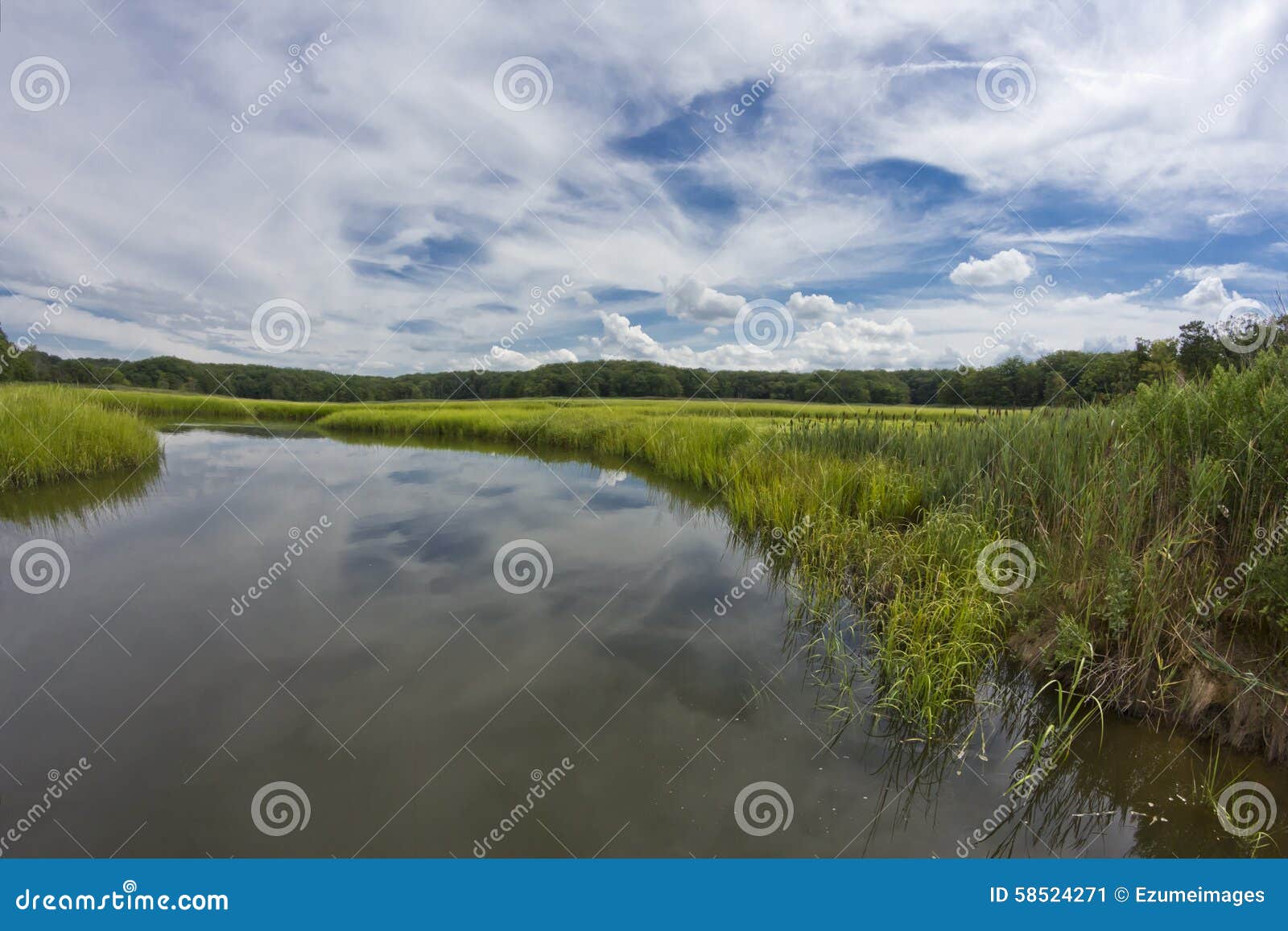 Swamp Marsh Summer stock image. Image of reflection, lens - 58524271
