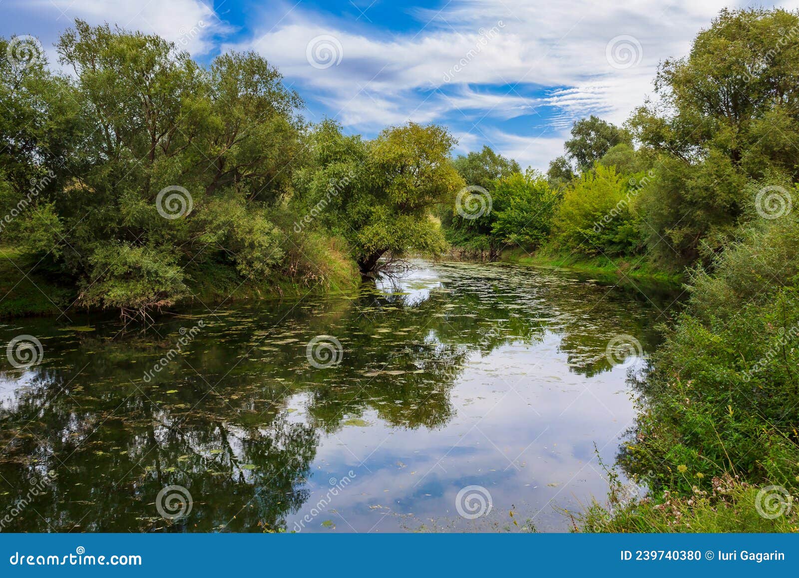 Swamp or Marshland. Background with Copy Space for Text Stock Photo ...