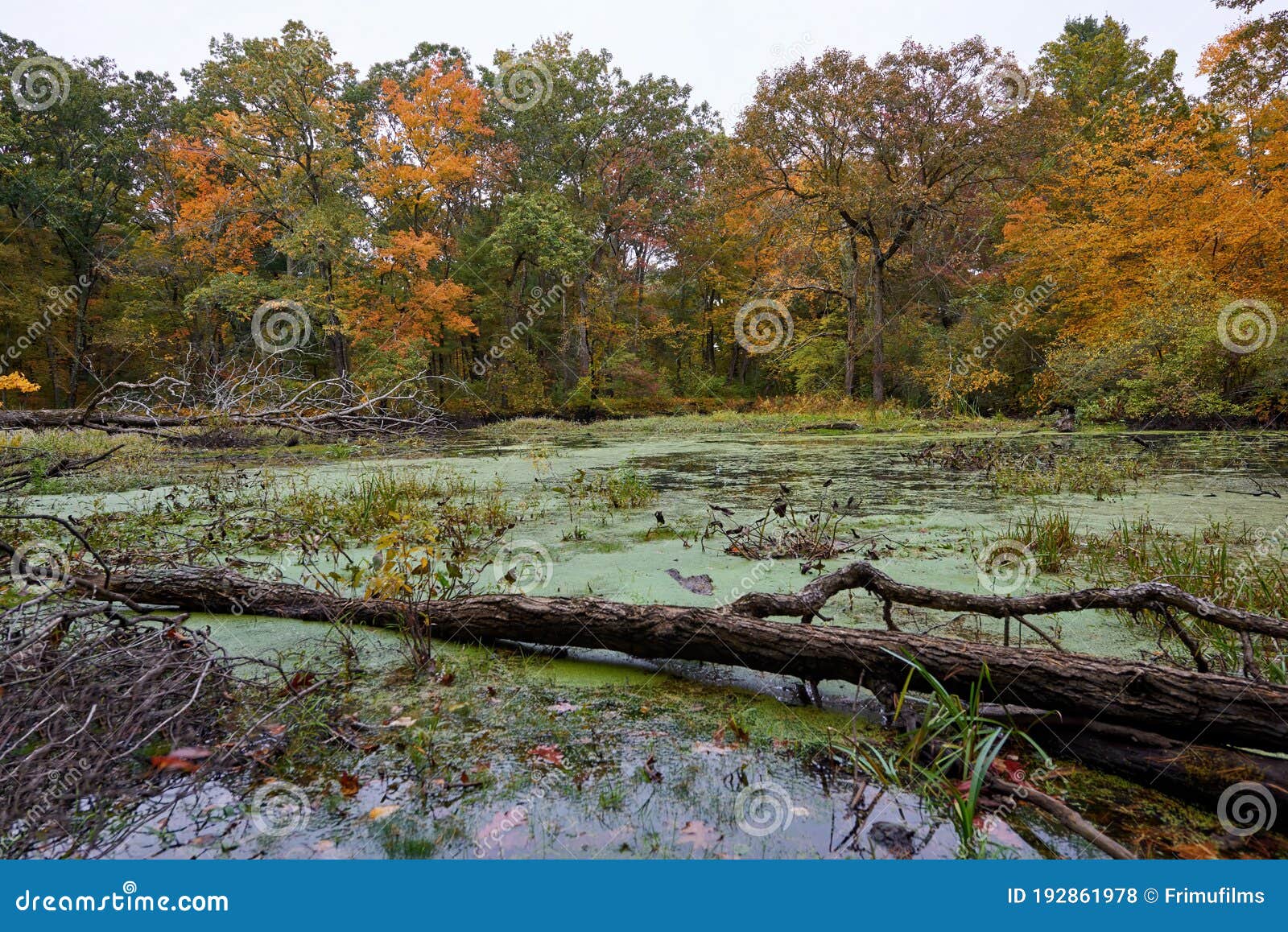 Swamp in Massachusetts, USA Stock Photo - Image of change, lake: 192861978