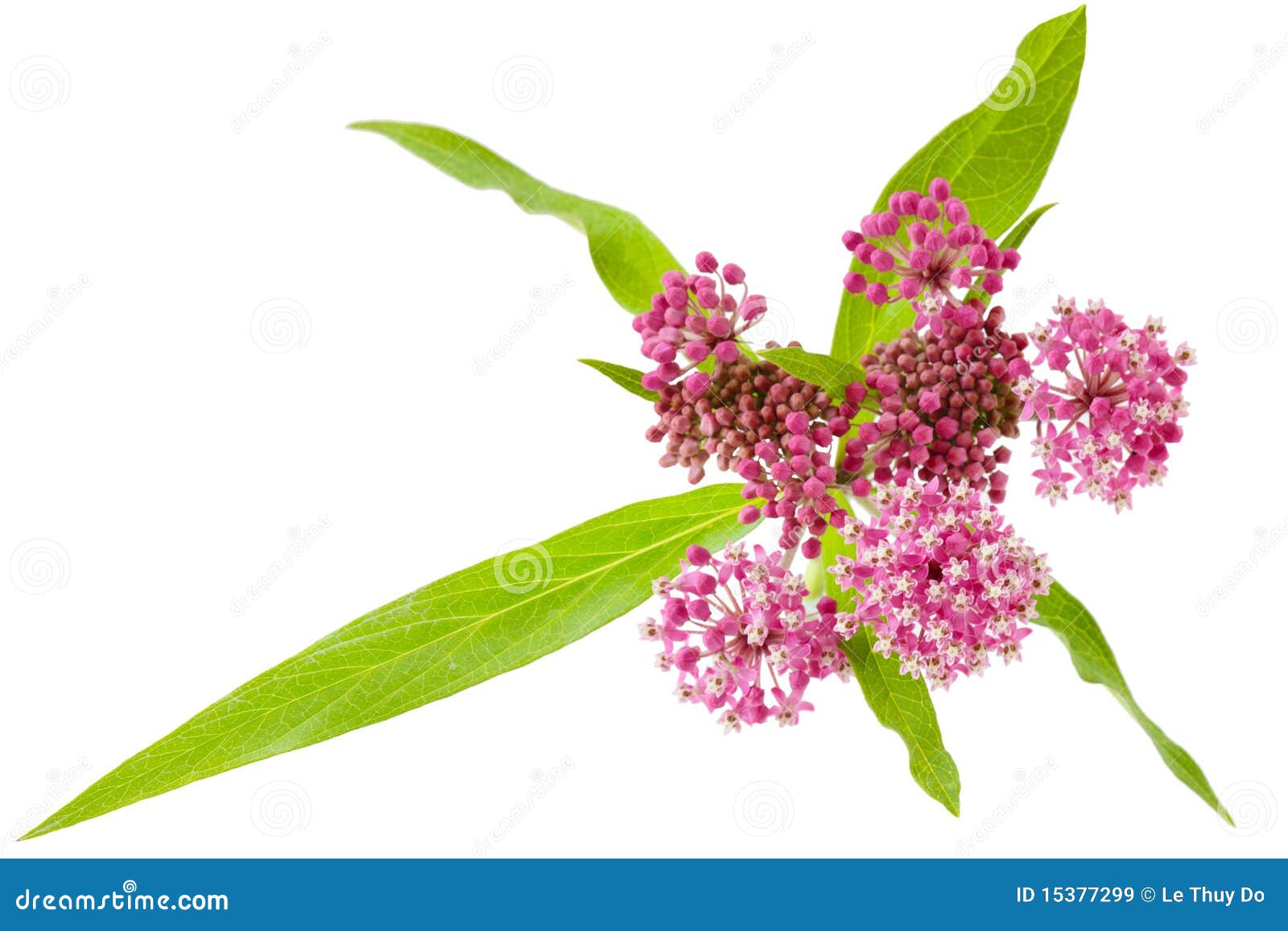 Swamp Milkweed stock image. Image of weed, details, flowers - 15377299