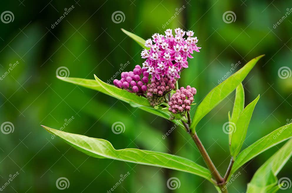 Swamp milkweed stock image. Image of michigan, abundant - 25743987