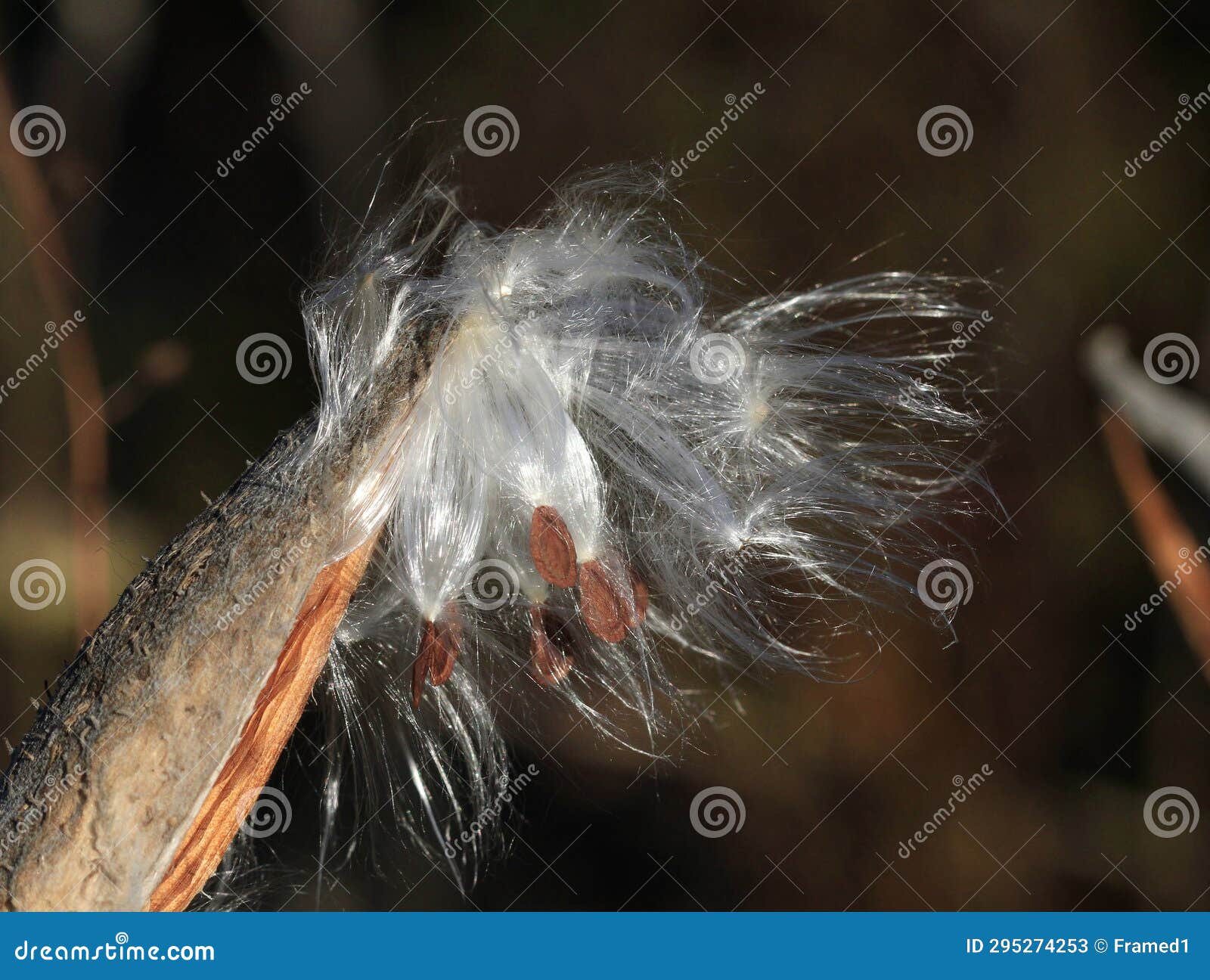 Swamp Milkweed Seed Pods Late October Stock Image - Image of abstract ...