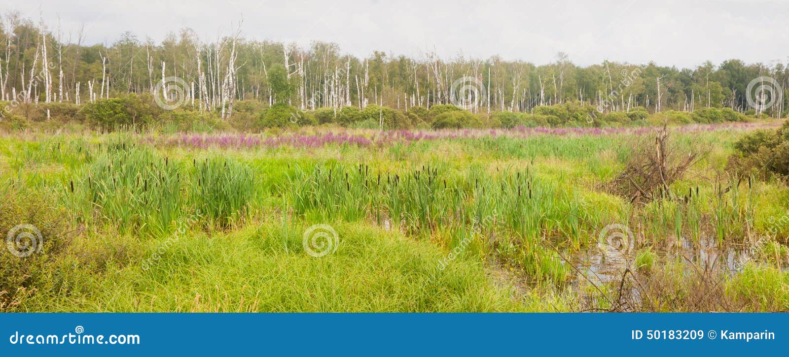 Swamp mixed grasses summer stock image. Image of blue - 50183209