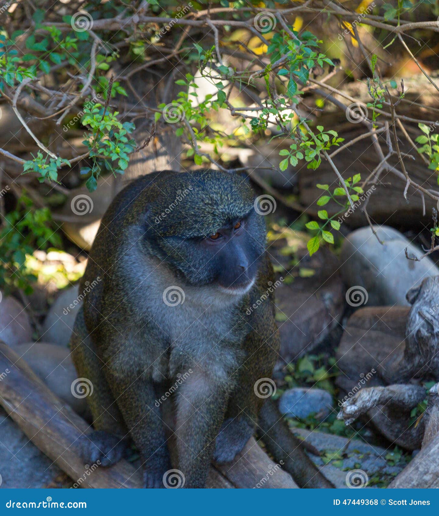 Swamp Monkey stock photo. Image of animal, wild, zook - 47449368