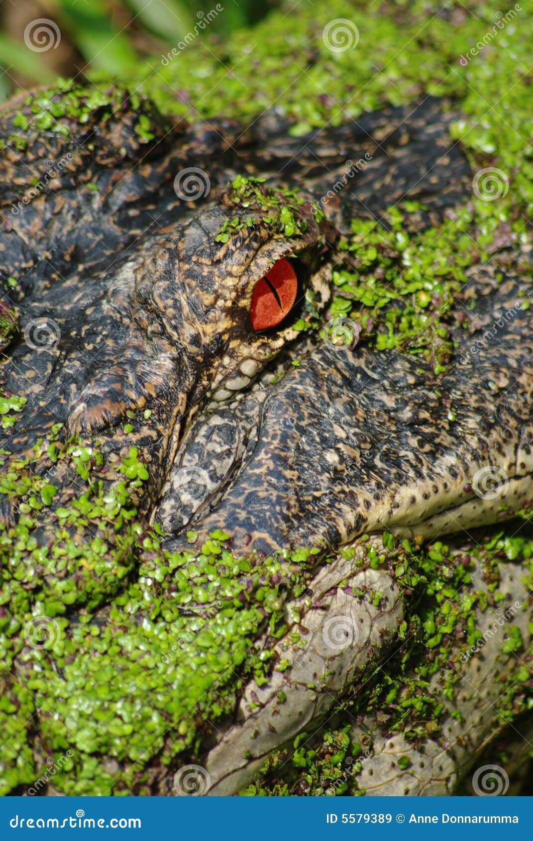 Swamp monster stock image. Image of gator, hidden, eyes - 5579389