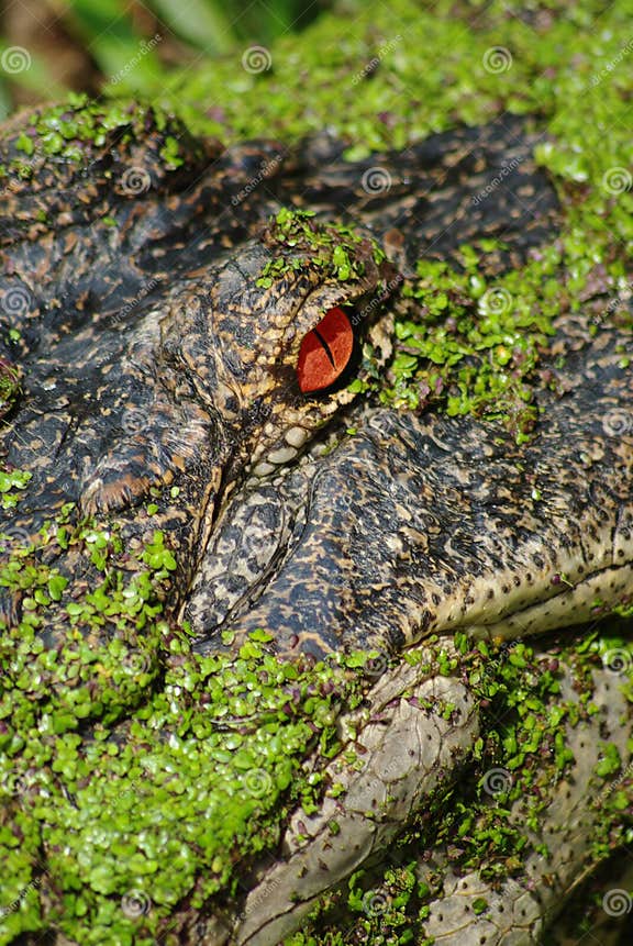 Swamp monster stock image. Image of gator, hidden, eyes - 5579389