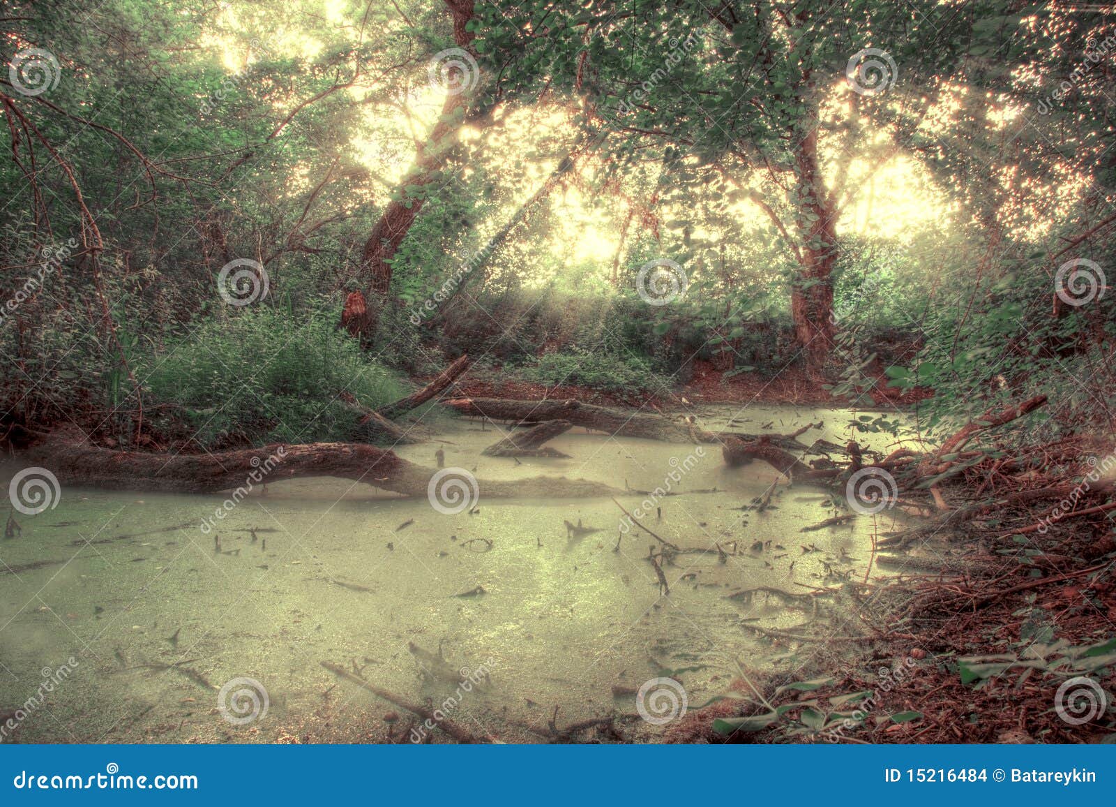 Swamp moorland stock photo. Image of nature, moorland - 15216484