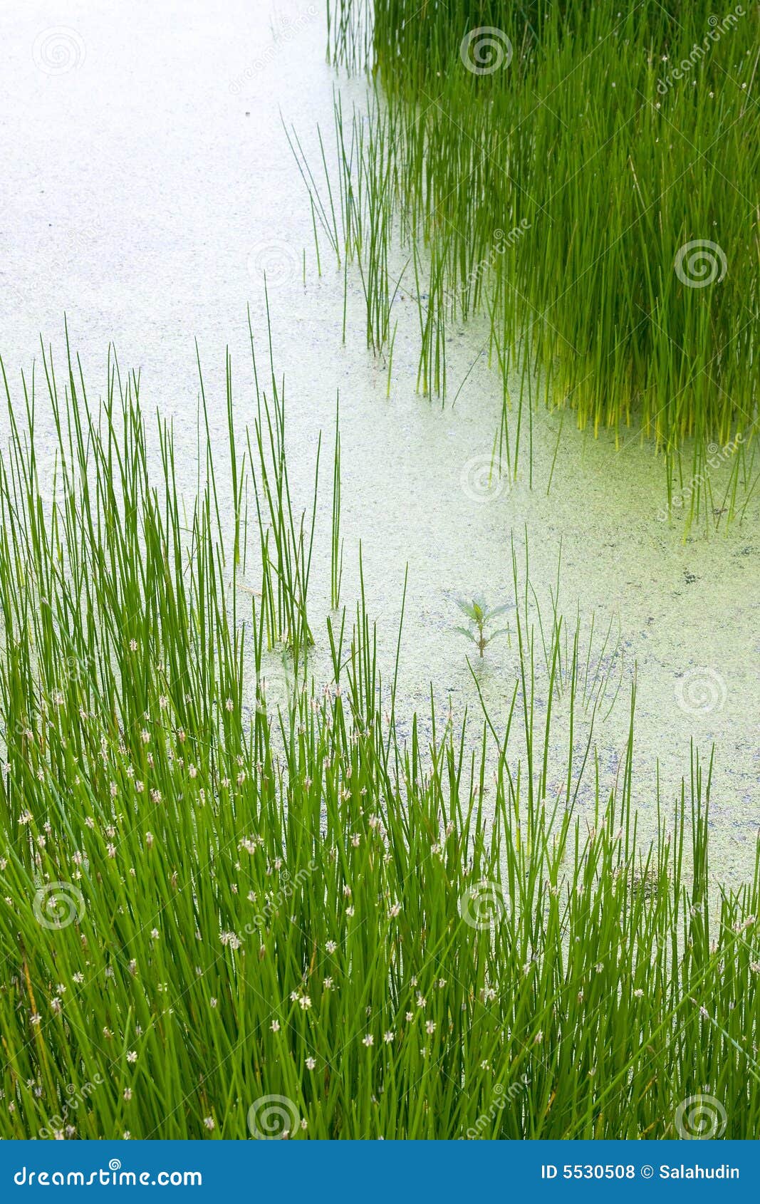 Swamp morass stock photo. Image of spires, nature, morass - 5530508