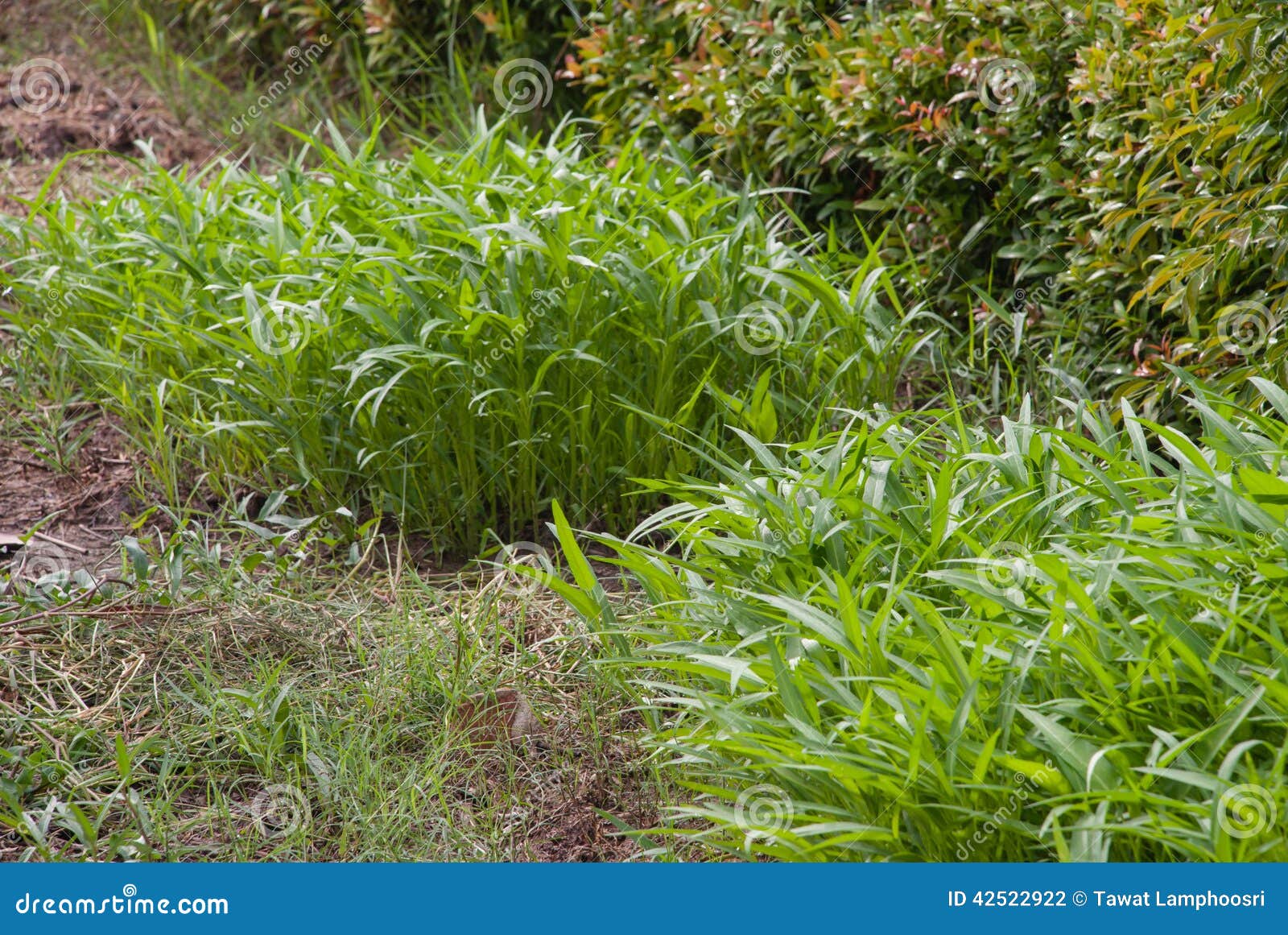 Swamp Morning Glory, Thai Water Convolvulus, Morning Glory, Water ...