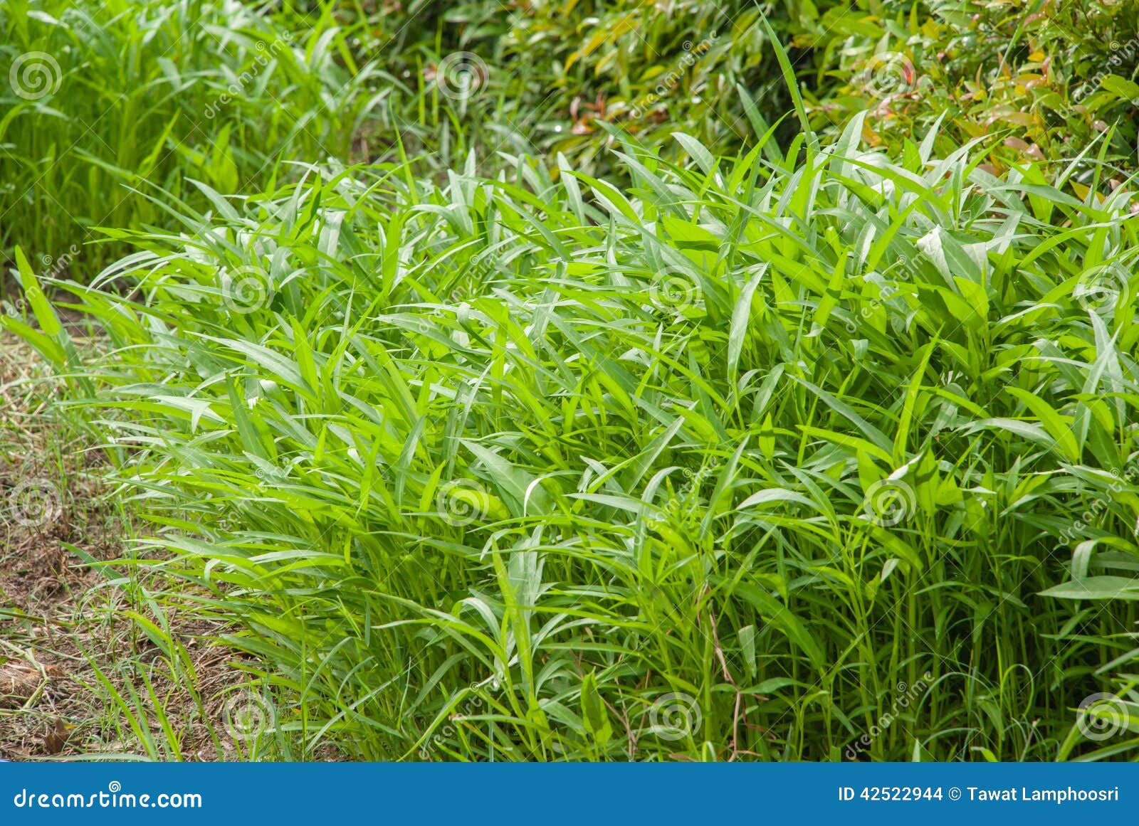 Swamp Morning Glory, Thai Water Convolvulus, Morning Glory, Water ...