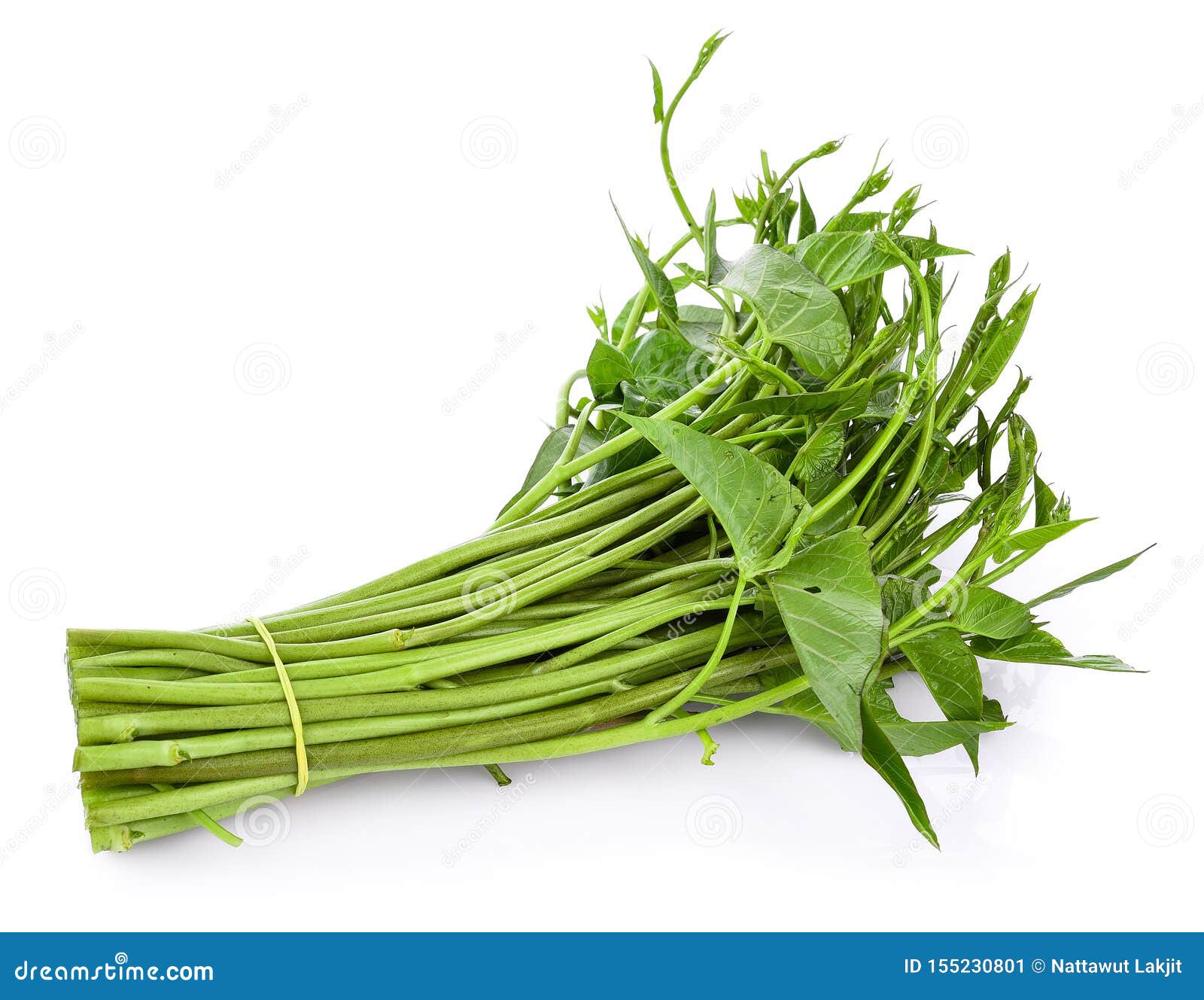 Swamp Morning Glory on White Background Stock Image - Image of aquatica ...
