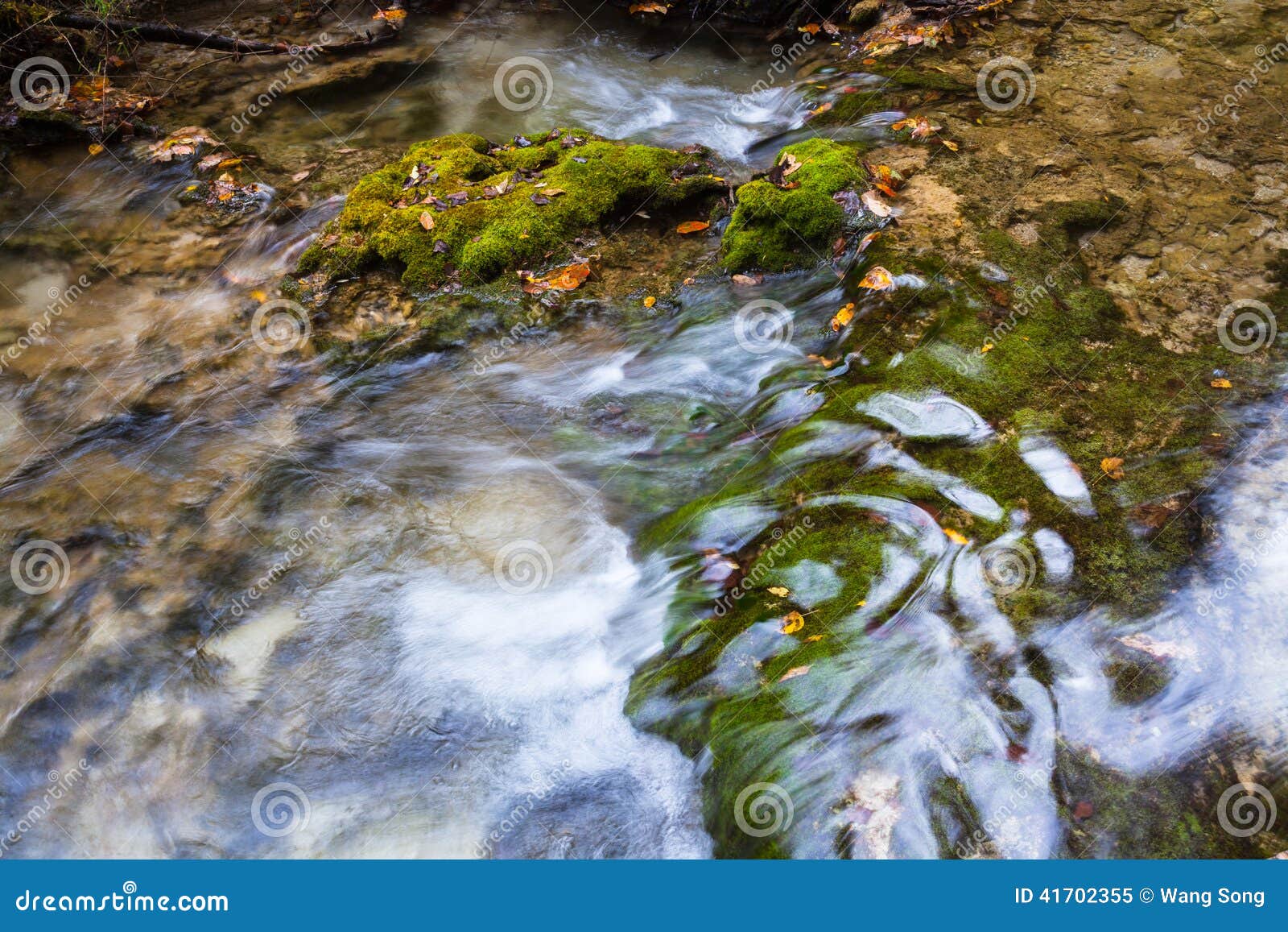 Swamp moss stock image. Image of everglades, fungus, season - 41702355