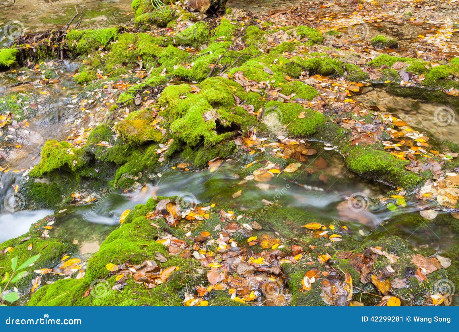 Swamp moss stock image. Image of wild, pine, jungle, alligator - 42299281