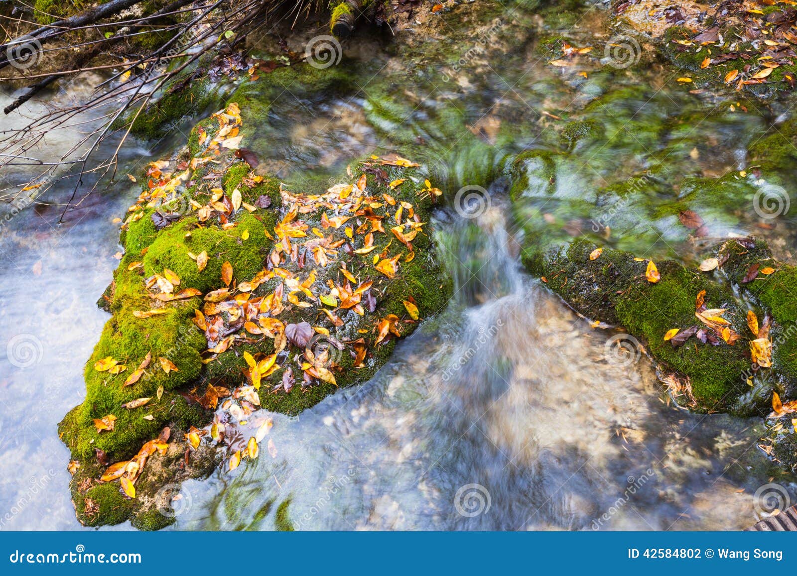 Swamp moss stock photo. Image of fall, tree, swamp, park - 42584802