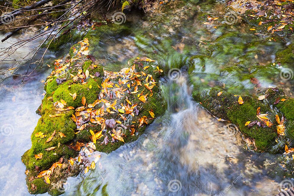 Swamp moss stock photo. Image of fall, tree, swamp, park - 42584802