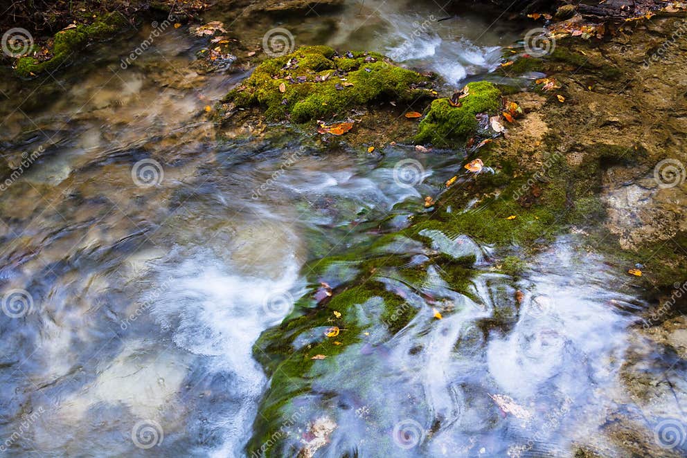 Swamp moss stock photo. Image of season, park, summer - 39482322