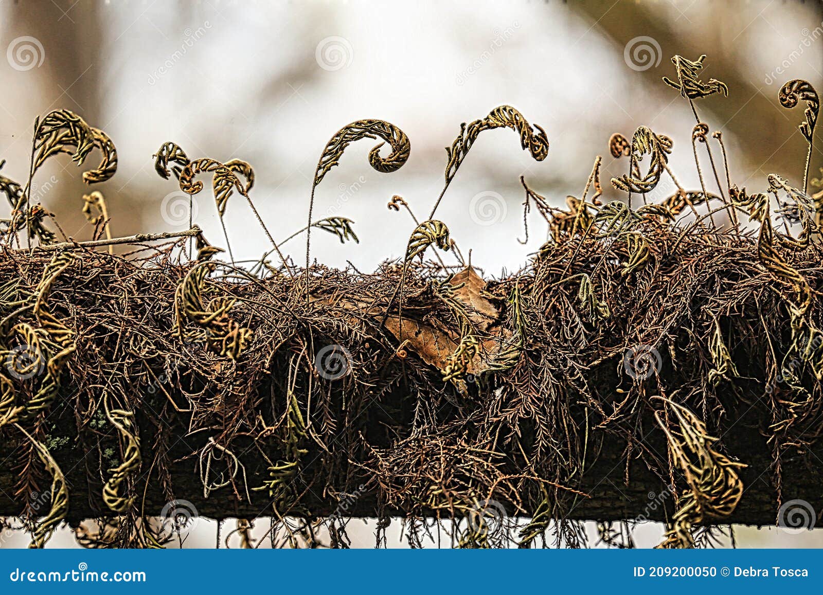 Swamp moss tree stock photo. Image of moss, tree, swamp - 209200050