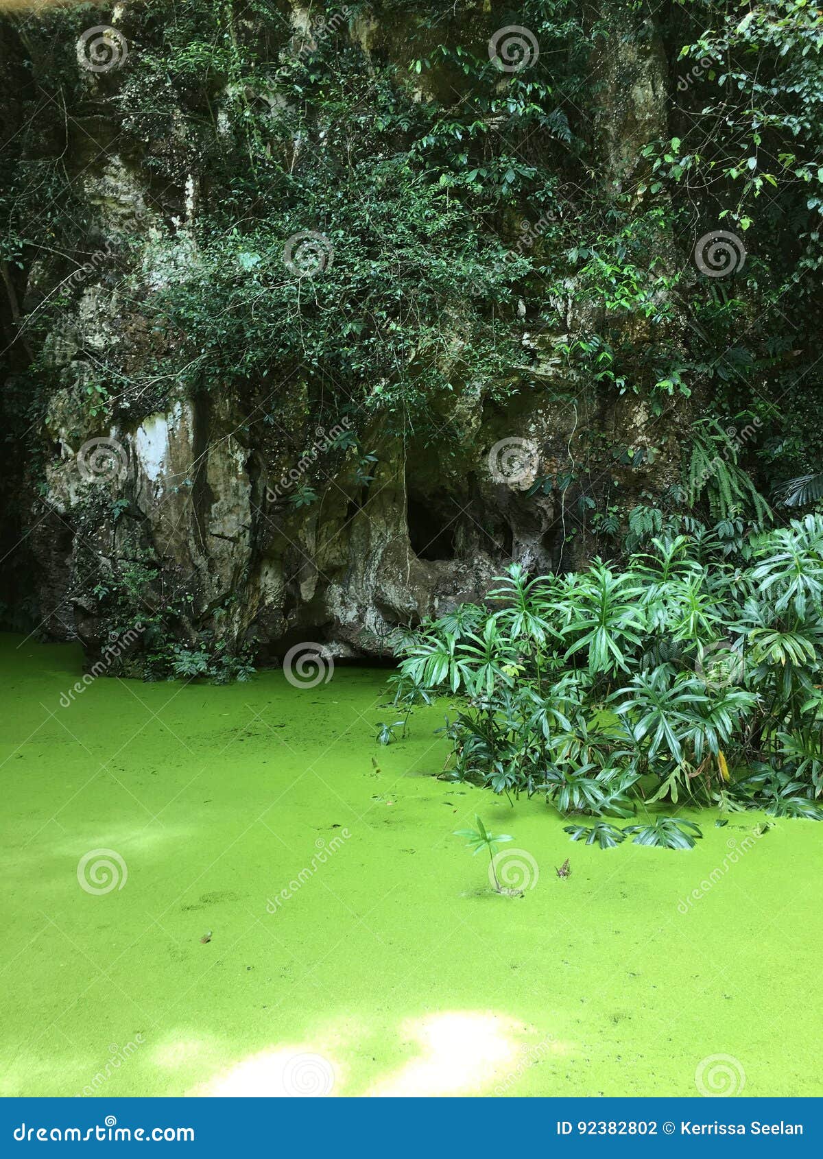 Swamp stock photo. Image of mossy, green, algae, swamp - 92382802