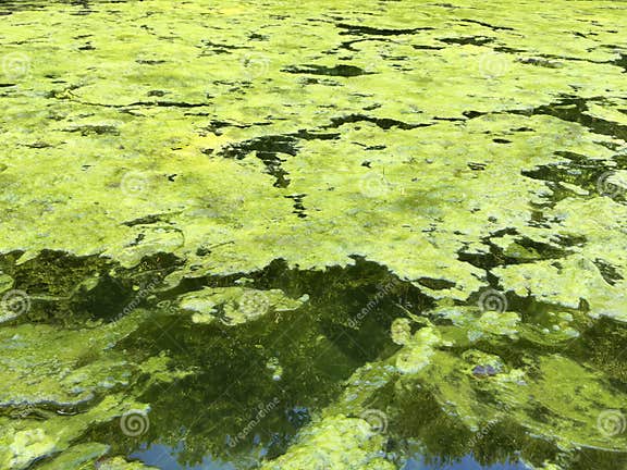 Swamp Mud on the Surface of the Water Stock Photo - Image of plant ...