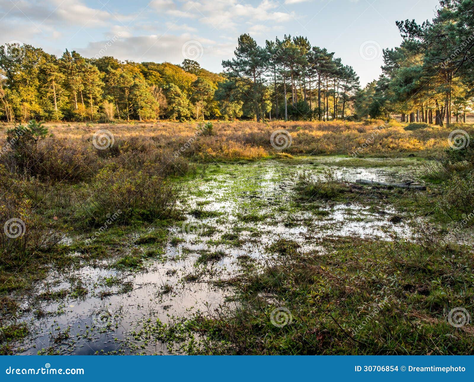 Swamp in New forest stock photo. Image of forest, swamp - 30706854