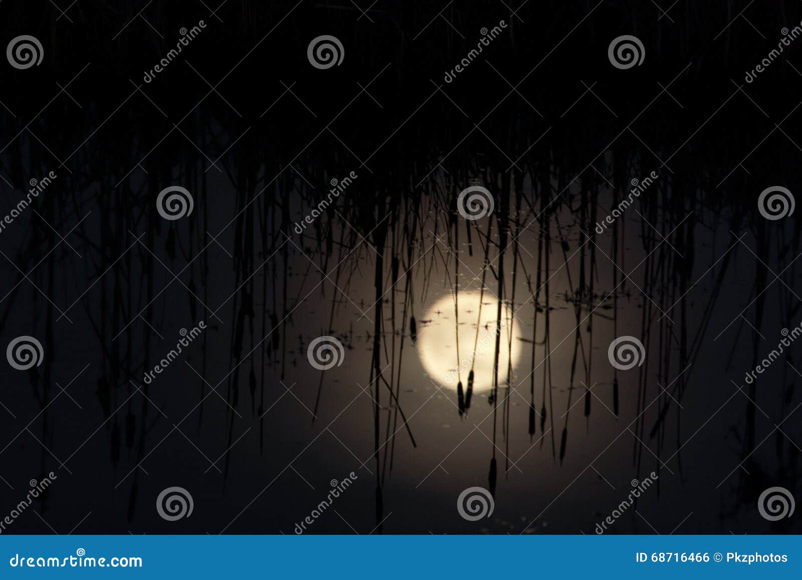 Swamp at Night stock photo. Image of tails, swamp, marsh - 68716466
