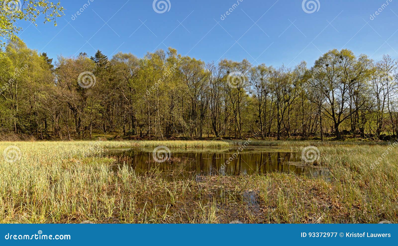 Swamp in a Norwegian Spring Forest Stock Image - Image of branches ...