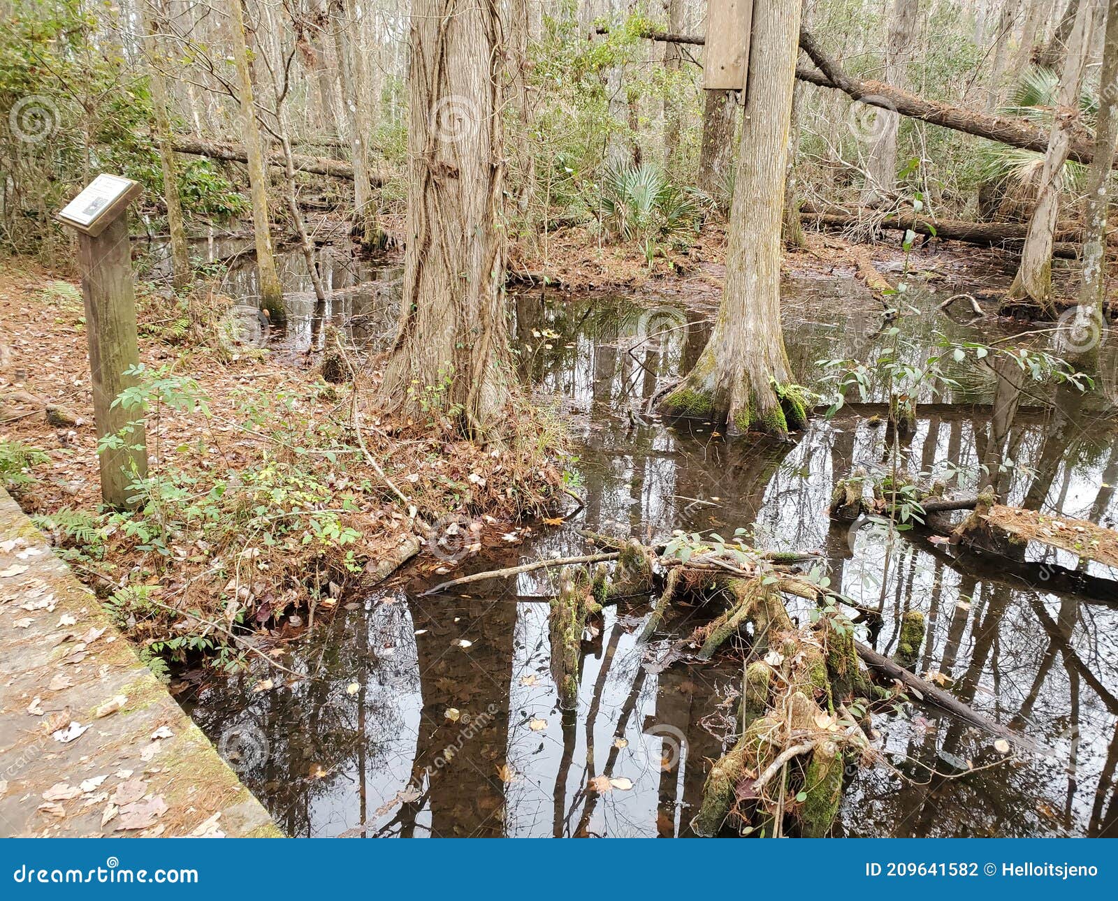 Swamp with old trees stock photo. Image of trail, leaf - 209641582