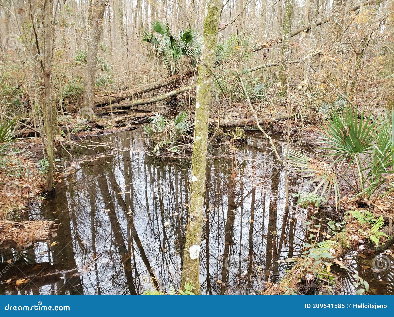 Swamp with old trees stock image. Image of waterway - 209641585
