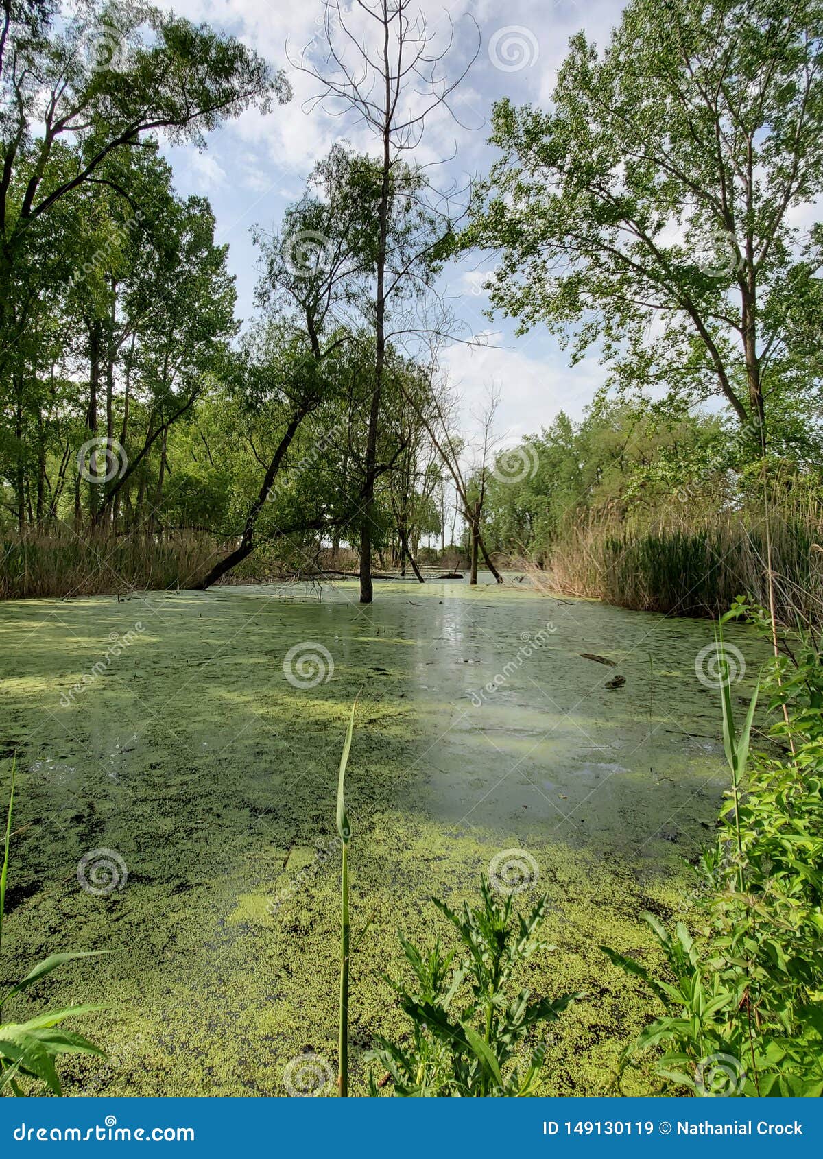 Swamp painted in green stock image. Image of green, swamp - 149130119