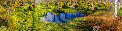 Swamp panorama. stock photo. Image of grass, panorama - 45318136