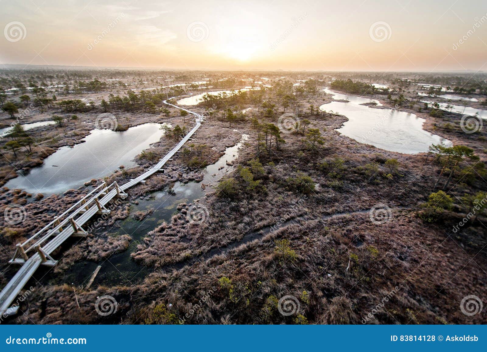 Swamp panorama in sunrise. stock photo. Image of summer - 83814128