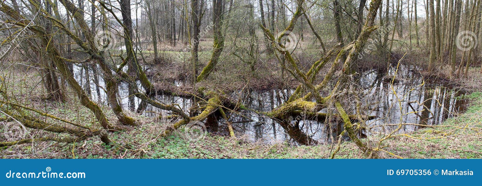 Swamp stock photo. Image of panoramic, reclamation, swamp - 69705356
