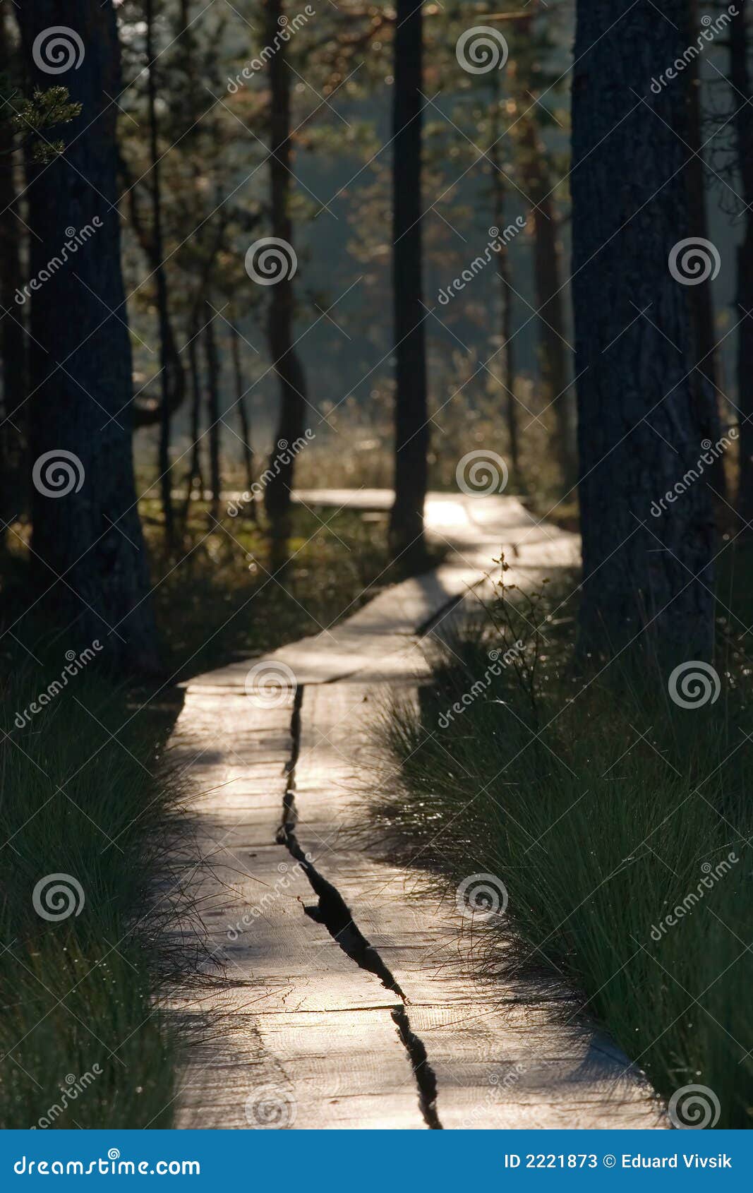 Swamp path 1 stock image. Image of bush, leaf, idyllic - 2221873