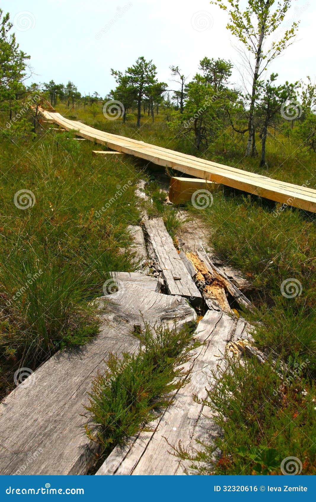 Swamp path stock photo. Image of green, dramatic, cloud - 32320616
