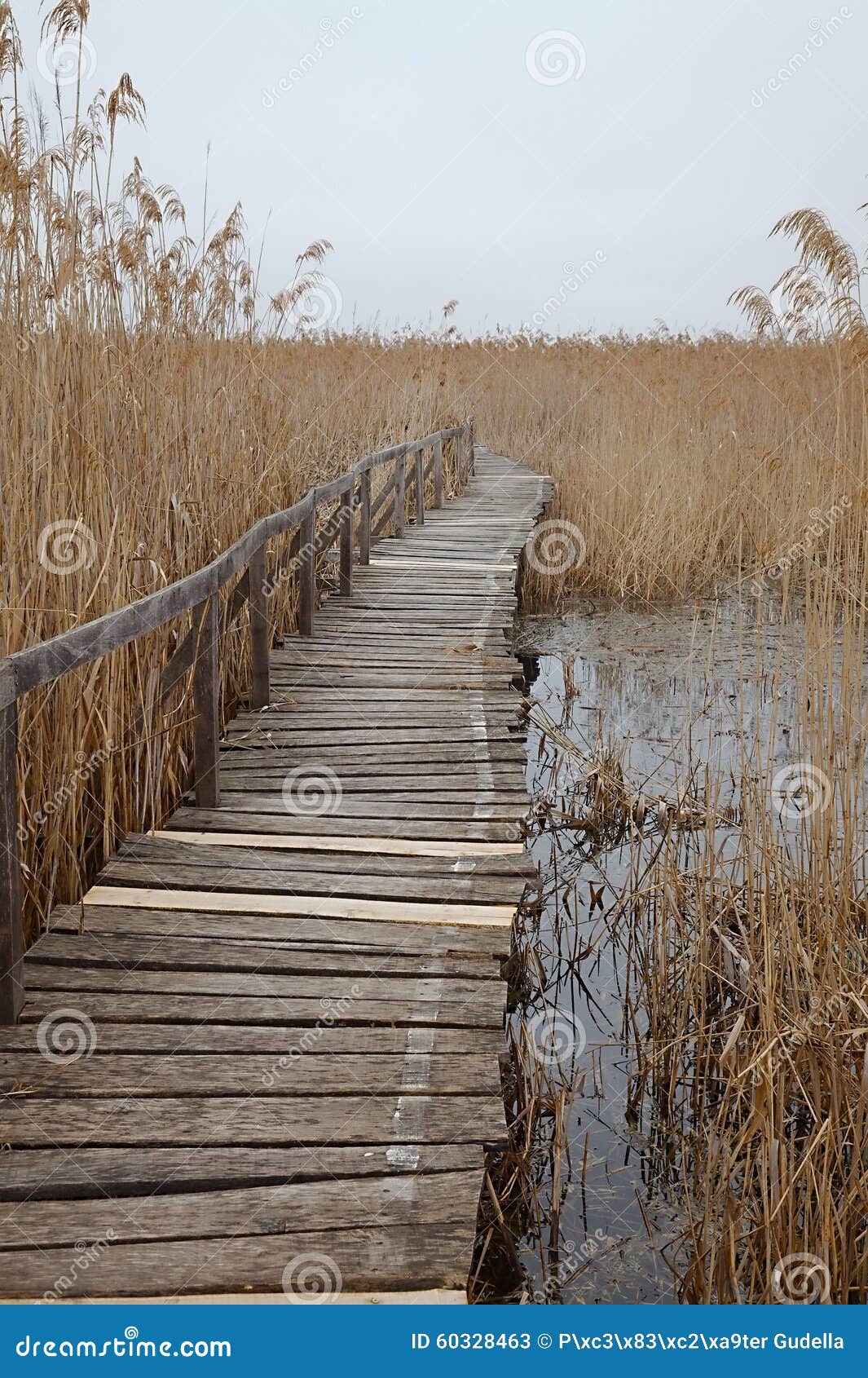Swamp path stock image. Image of marsh, adventure, ecology - 60328463