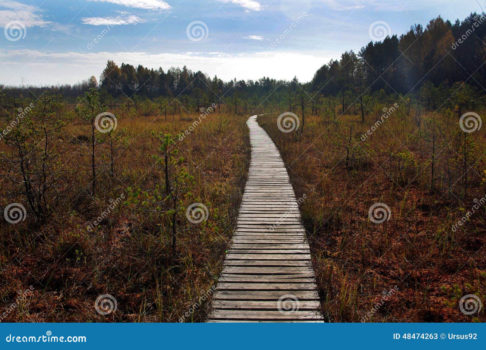Swamp path stock image. Image of tourism, wooden, lithuania - 48474263