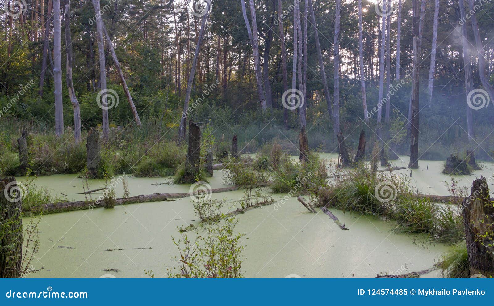 A Swamp in a Pine Forest, Completely Covered with Algae Stock Image ...