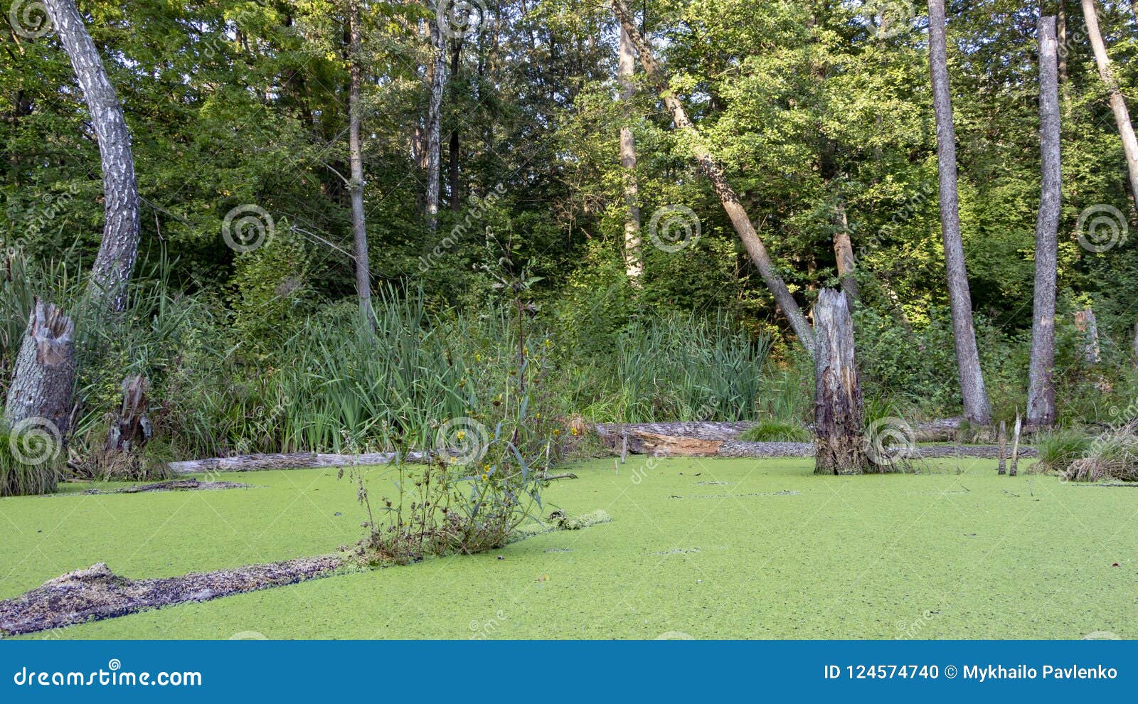 A Swamp in a Pine Forest, Completely Covered with Algae Stock Photo ...