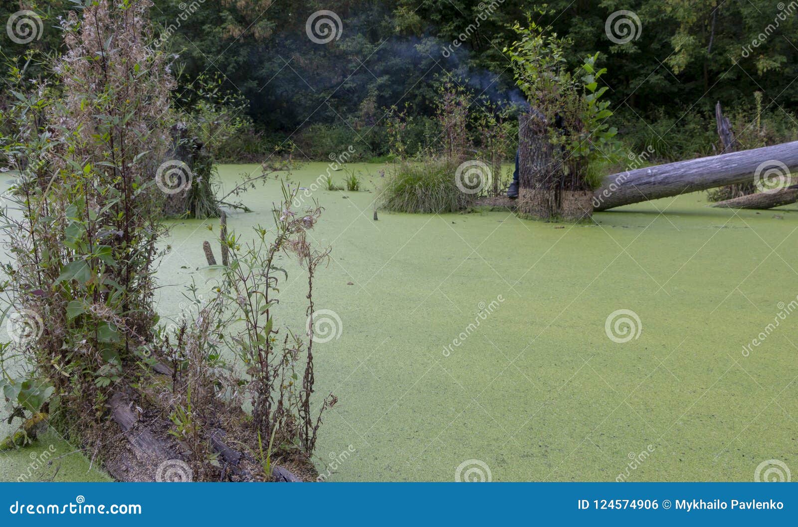 A Swamp in a Pine Forest, Completely Covered with Algae Stock Photo ...
