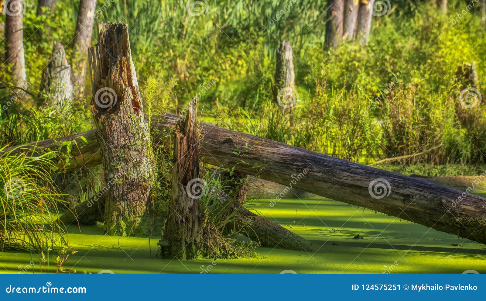 A Swamp in a Pine Forest, Completely Covered with Algae Stock Image ...